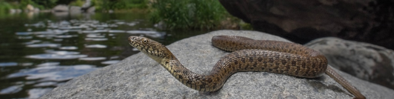 News and Events | Gartersnake Research Project
