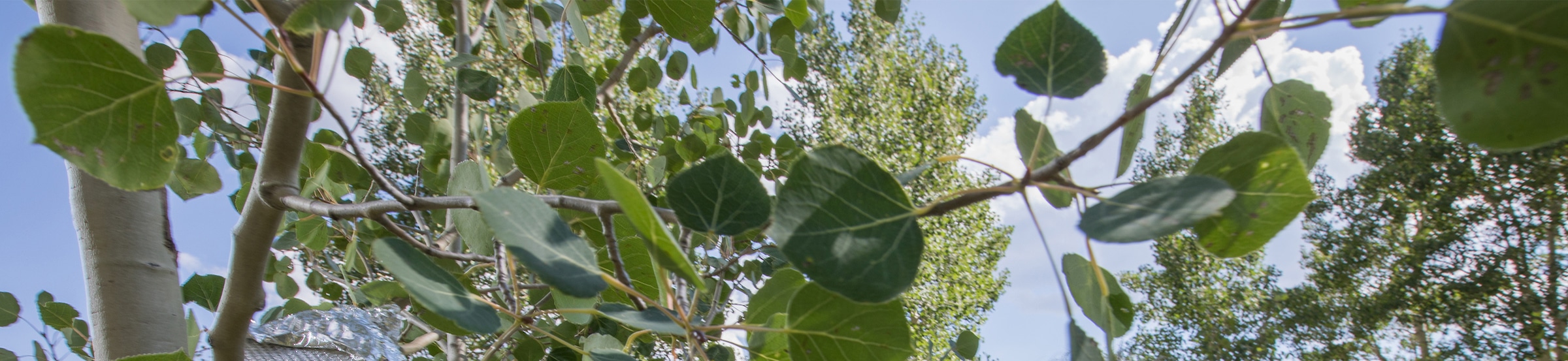 Maps | Colorado Plateau Cooperative Ecosystem Studies Unit