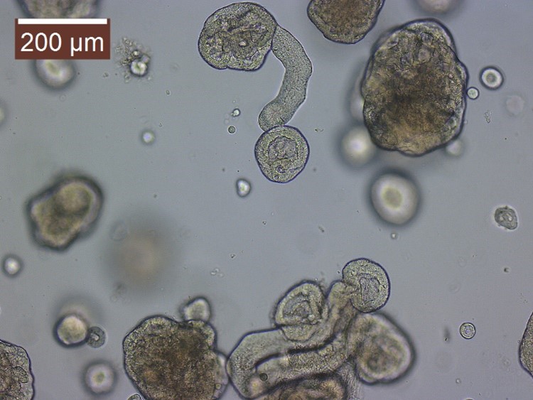 Justin Conner’s Lab Exchange at Iowa State University | g2p2pop ...