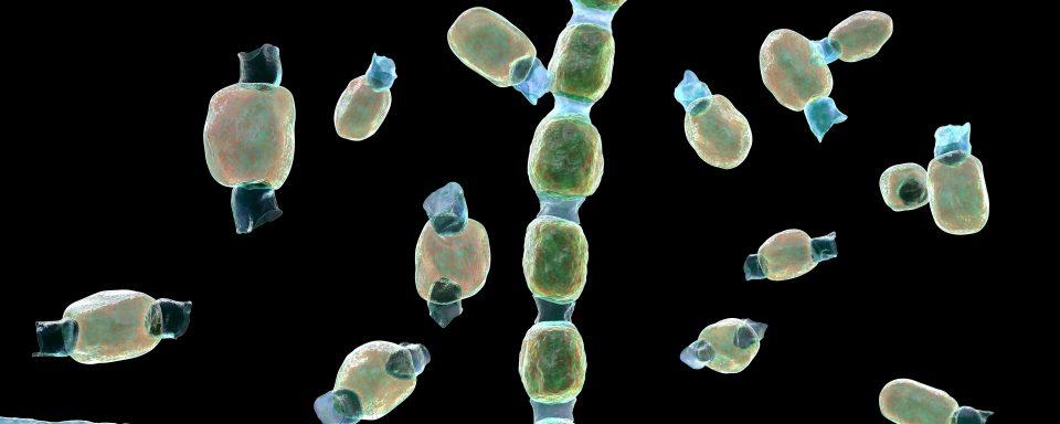 Pathogens | The Pathogen & Microbiome Institute