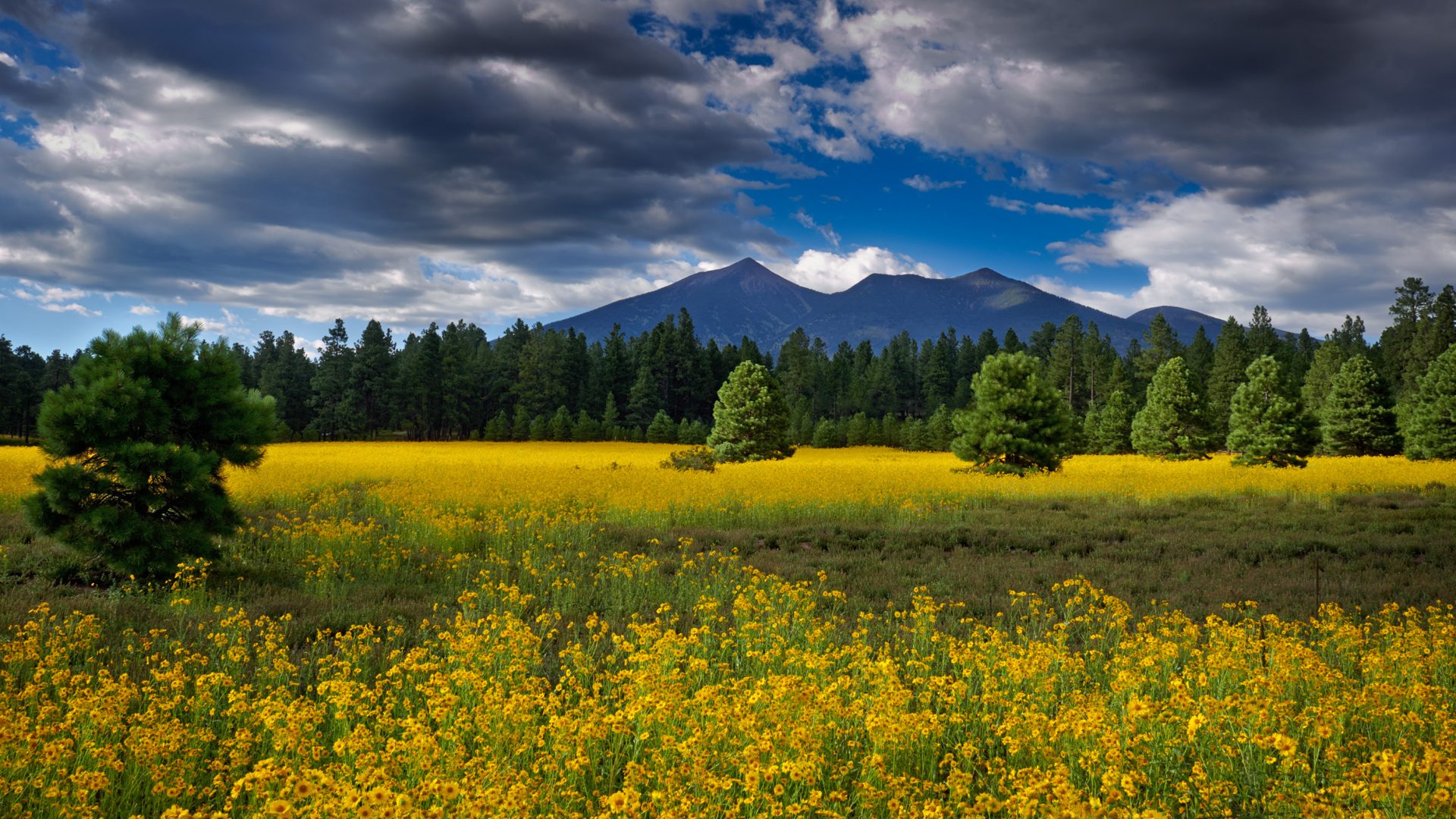 NAU Astronomy and Planetary Science REU - Astro REU