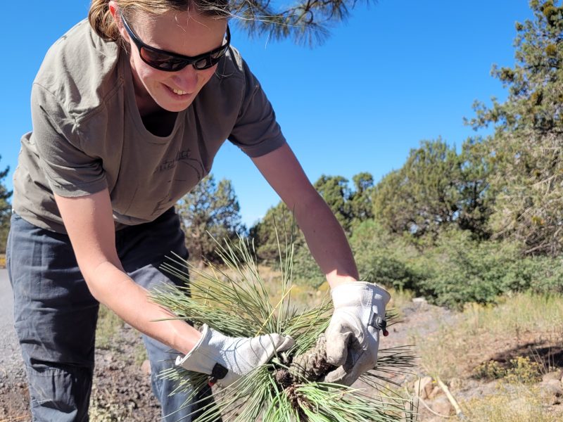Ponderosa Pine Collection - NAU Greenhouse