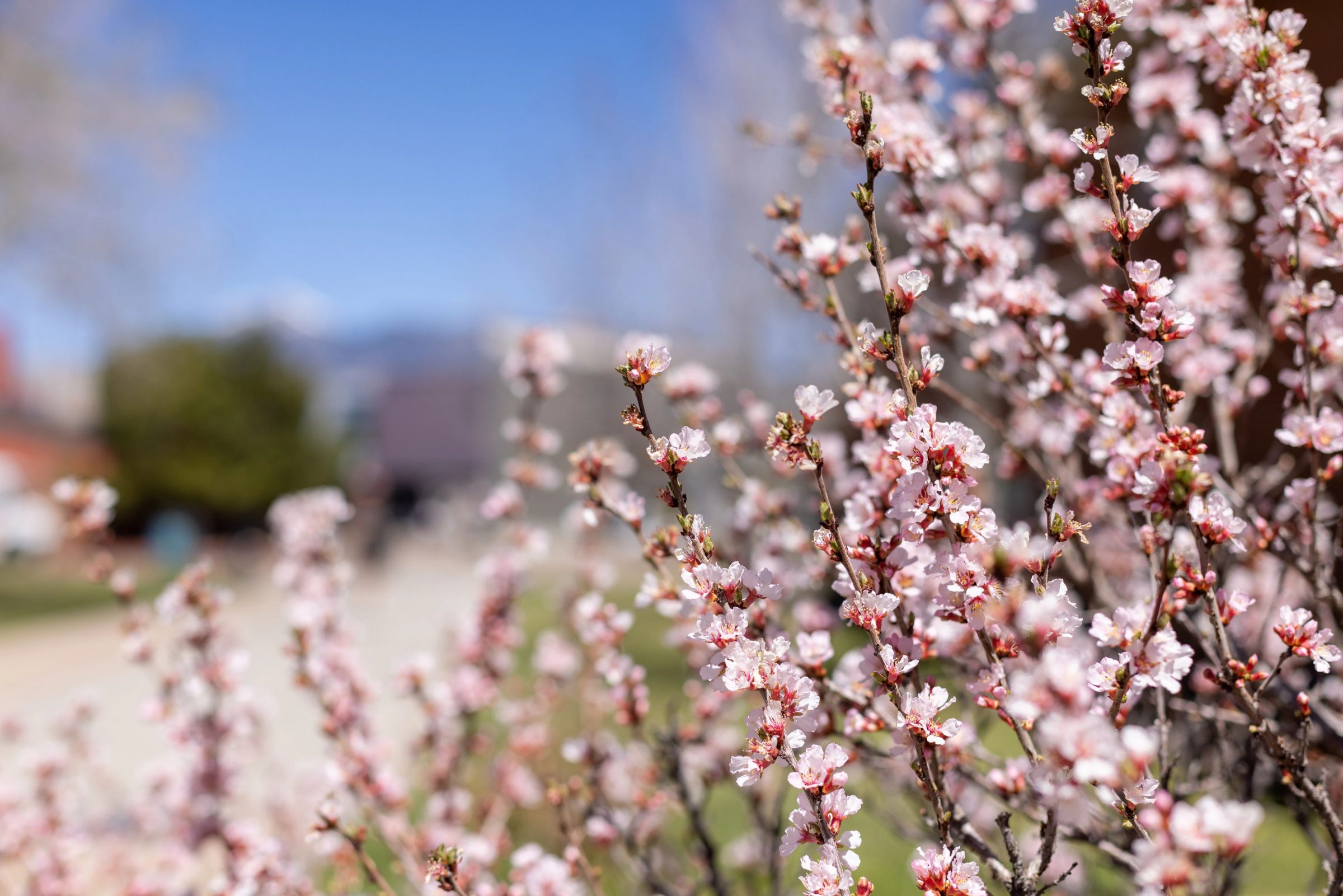 Graduate Academic Advisement Reports - NAU Office of Graduate and ...