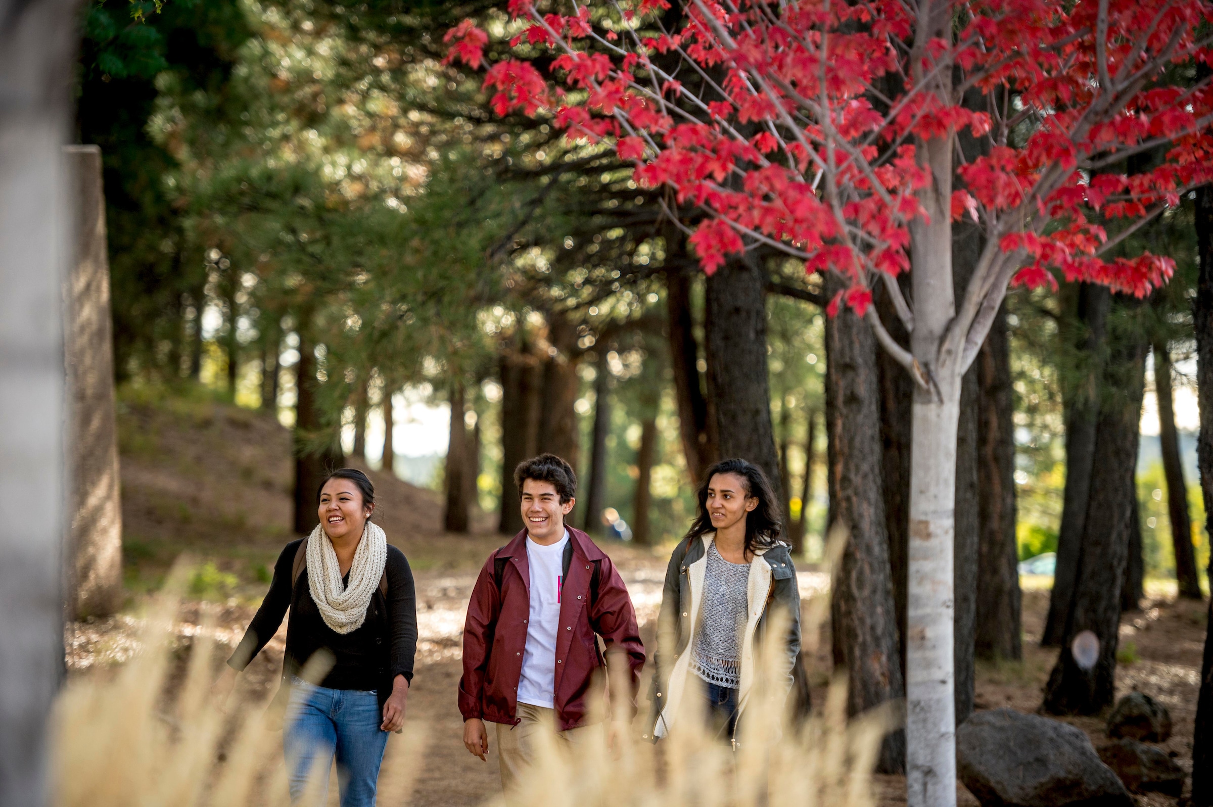 Resources | Department of Comparative Cultural Studies