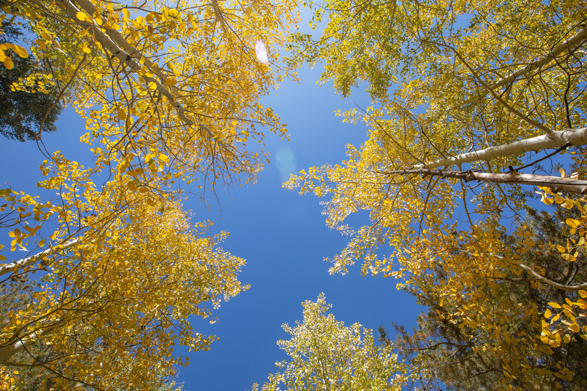 Scholarships & Grants | Environment, Forestry, & Natural Sciences