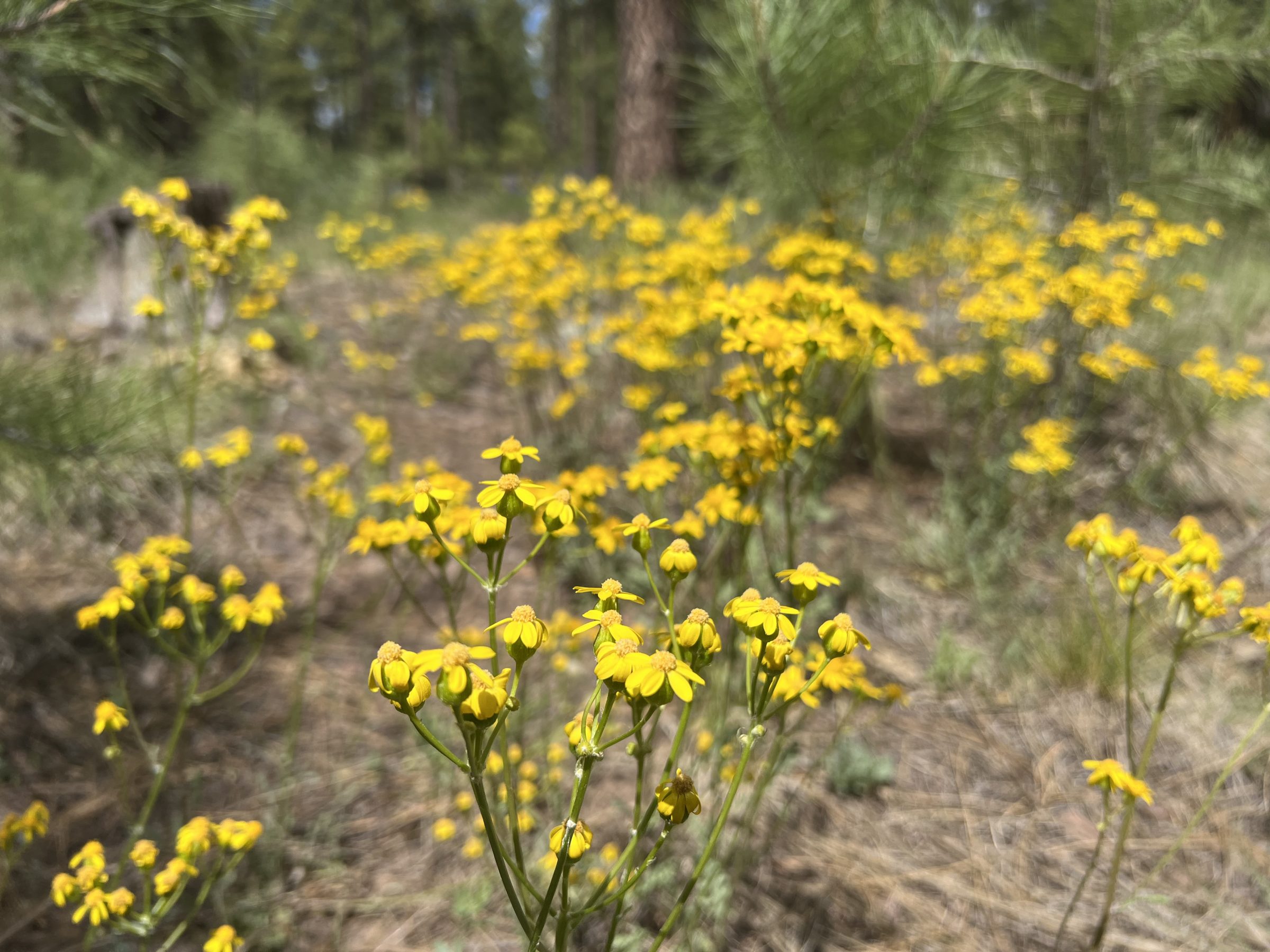 NAU’s Centennial Forest | School of Forestry