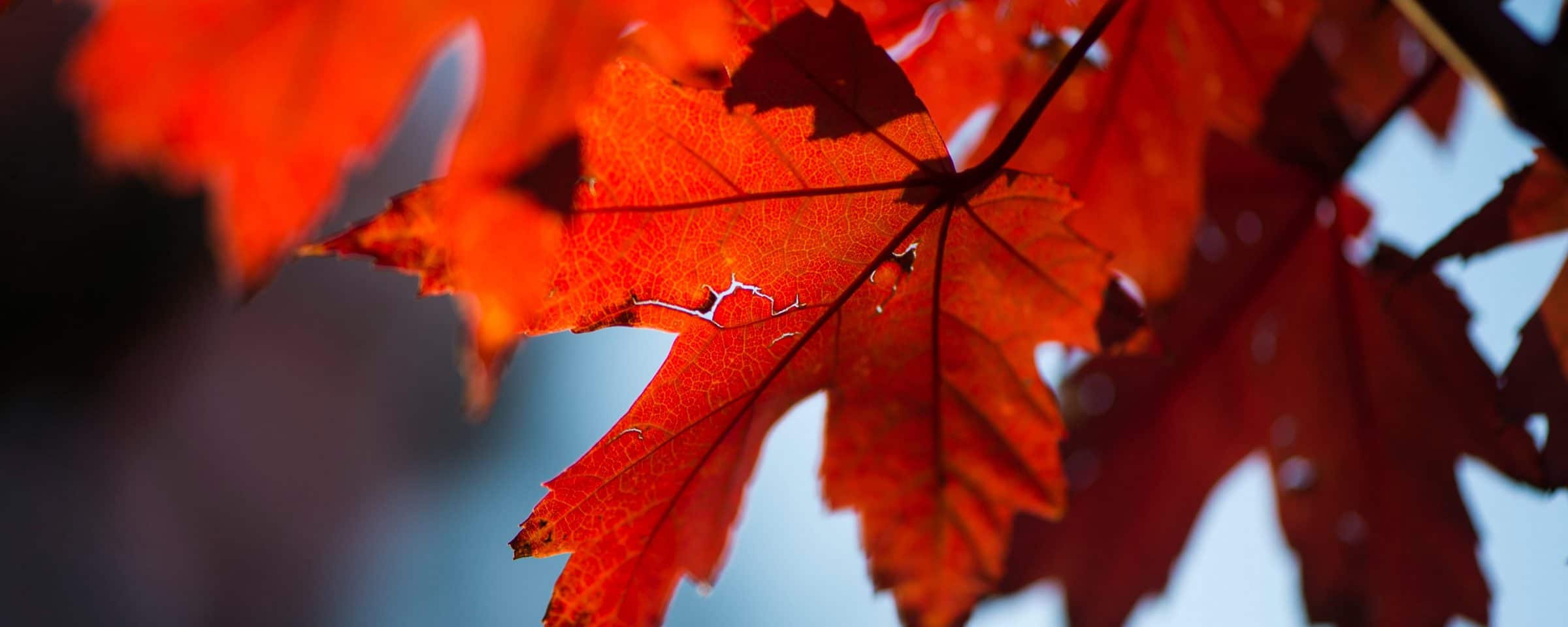 Wellness Programs | Employee Assistance and Wellness